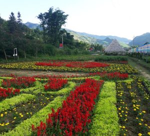 Heavenly Flower Rose Valley in Sapa - Da Nang Private Car